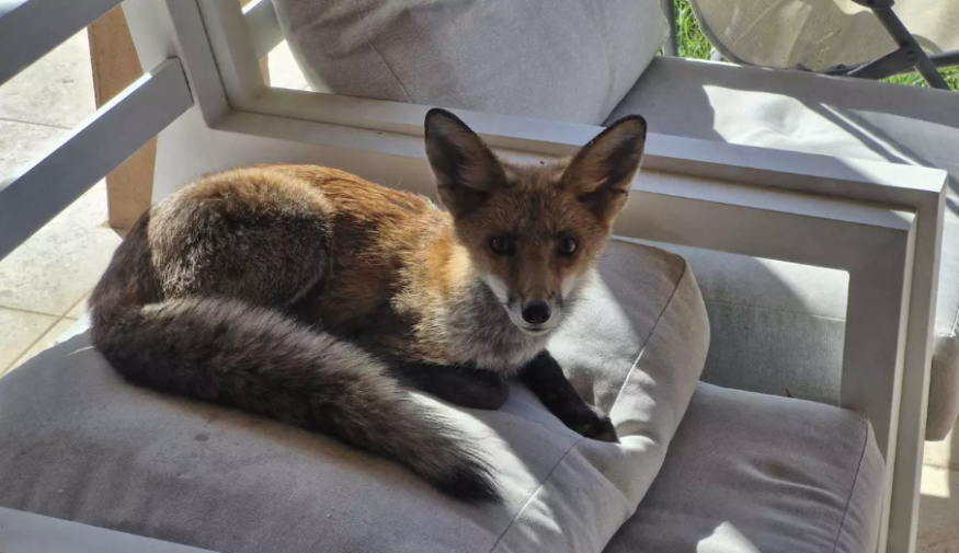 A Bandol, Fox le petit renard s’est installé chez un couple - Mistral ...